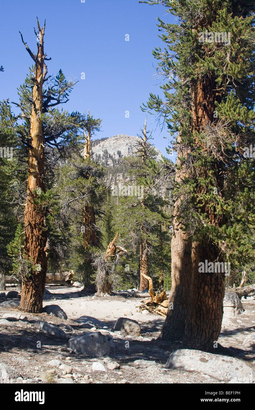 Pine trees in the Sierra Nevada Stock Photo - Alamy