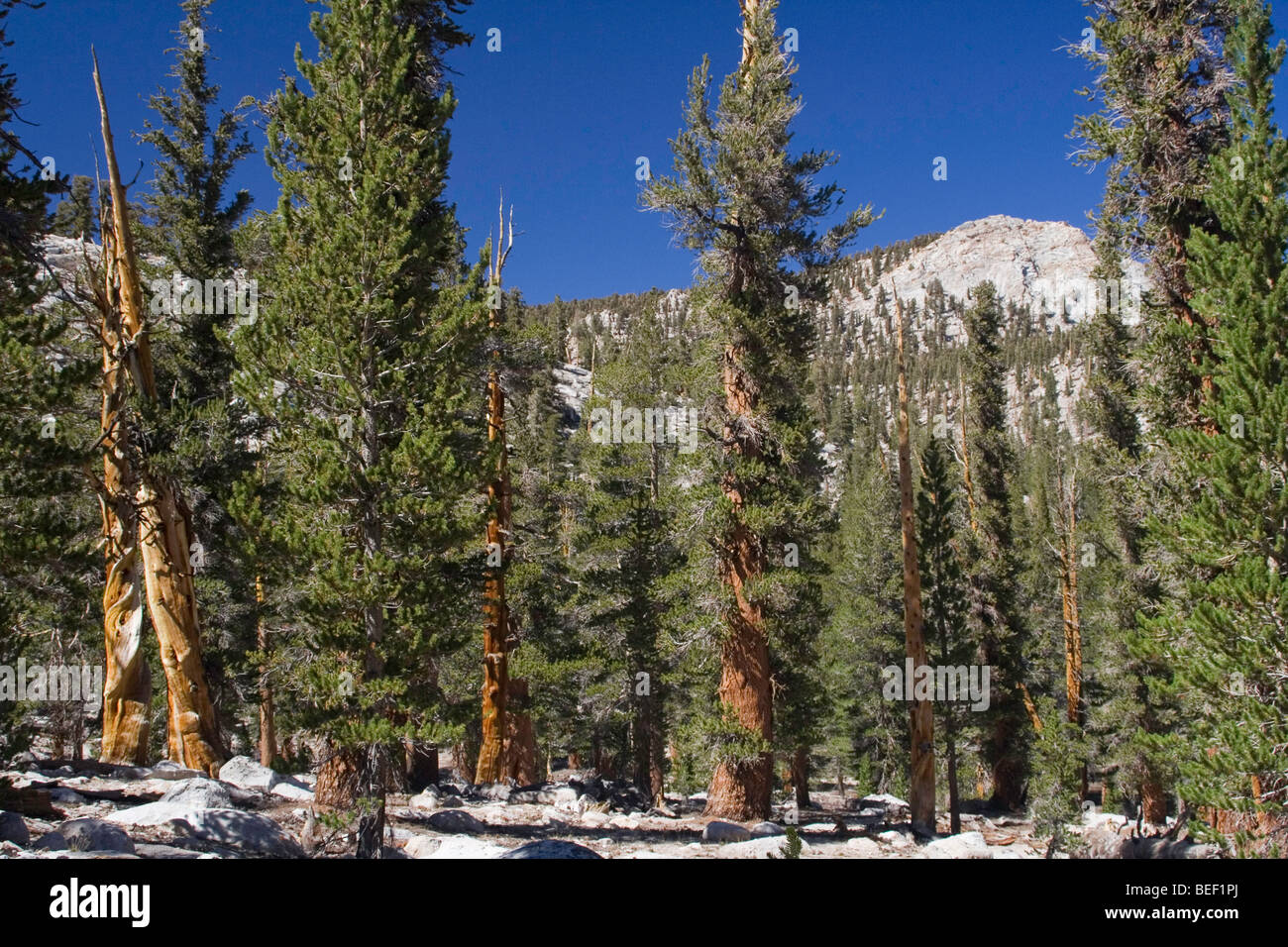 Pine trees in the Sierra Nevada Stock Photo - Alamy
