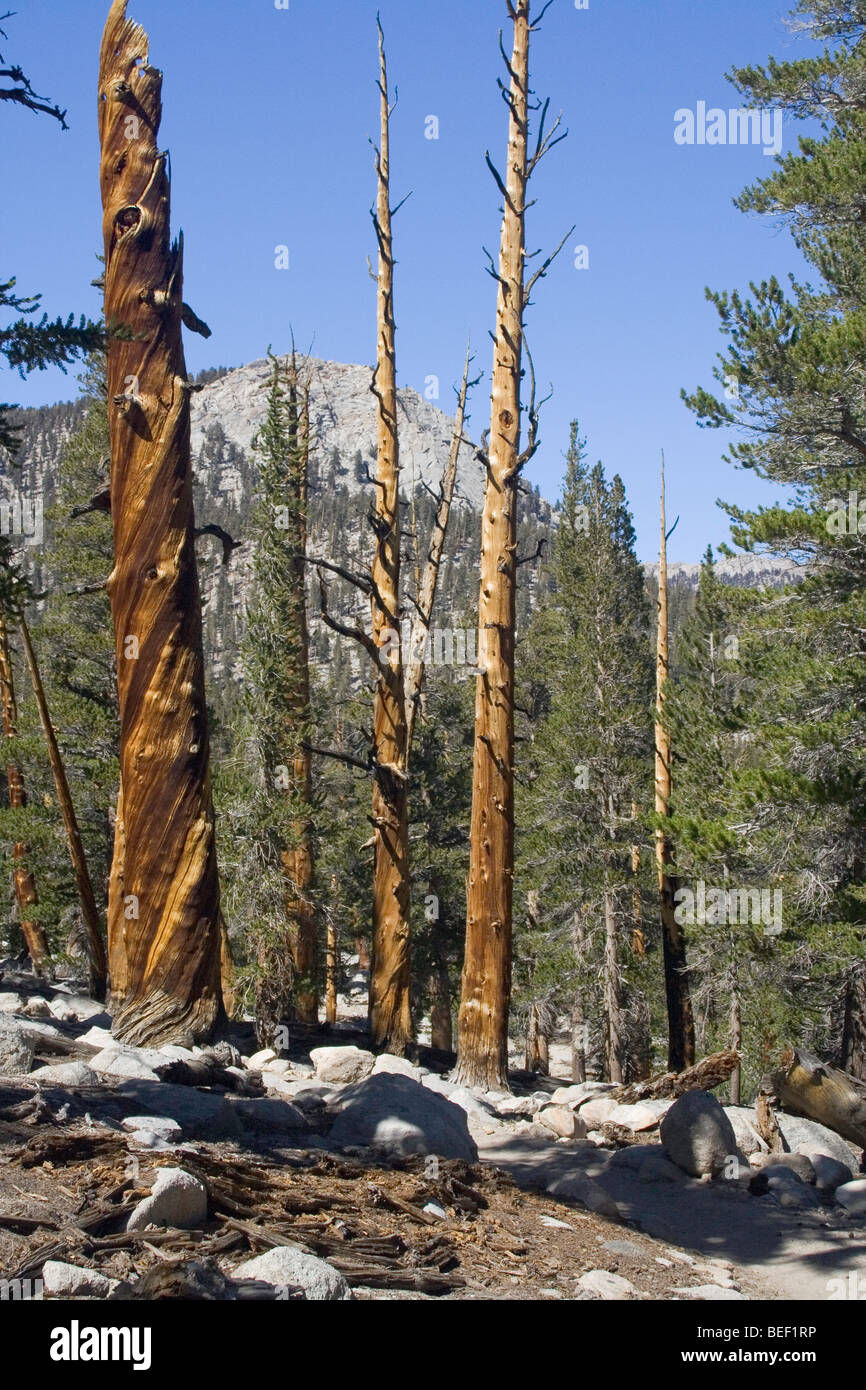 Pine trees in the Sierra Nevada Stock Photo - Alamy