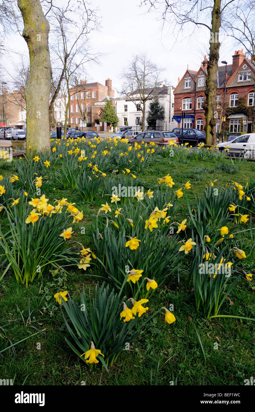Daffodils Pond Square Highgate Village London England UK Stock Photo ...