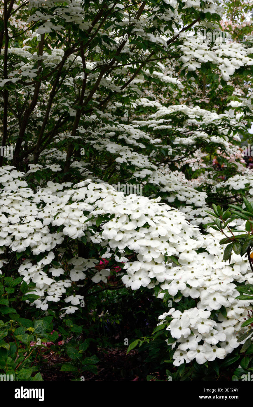 Hardy dogwood hi-res stock photography and images - Alamy