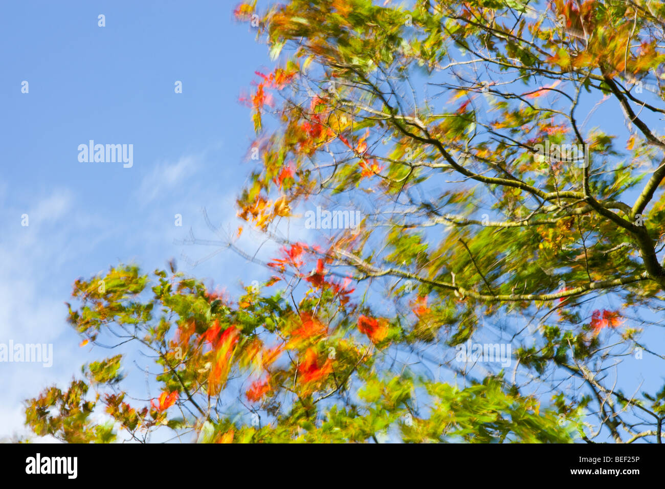 Windy tree canopy hi-res stock photography and images - Alamy