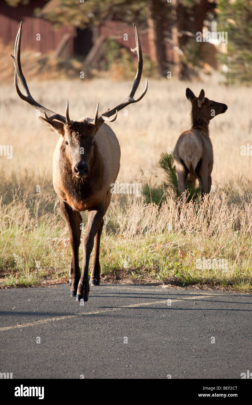 Running elk hi-res stock photography and images - Alamy