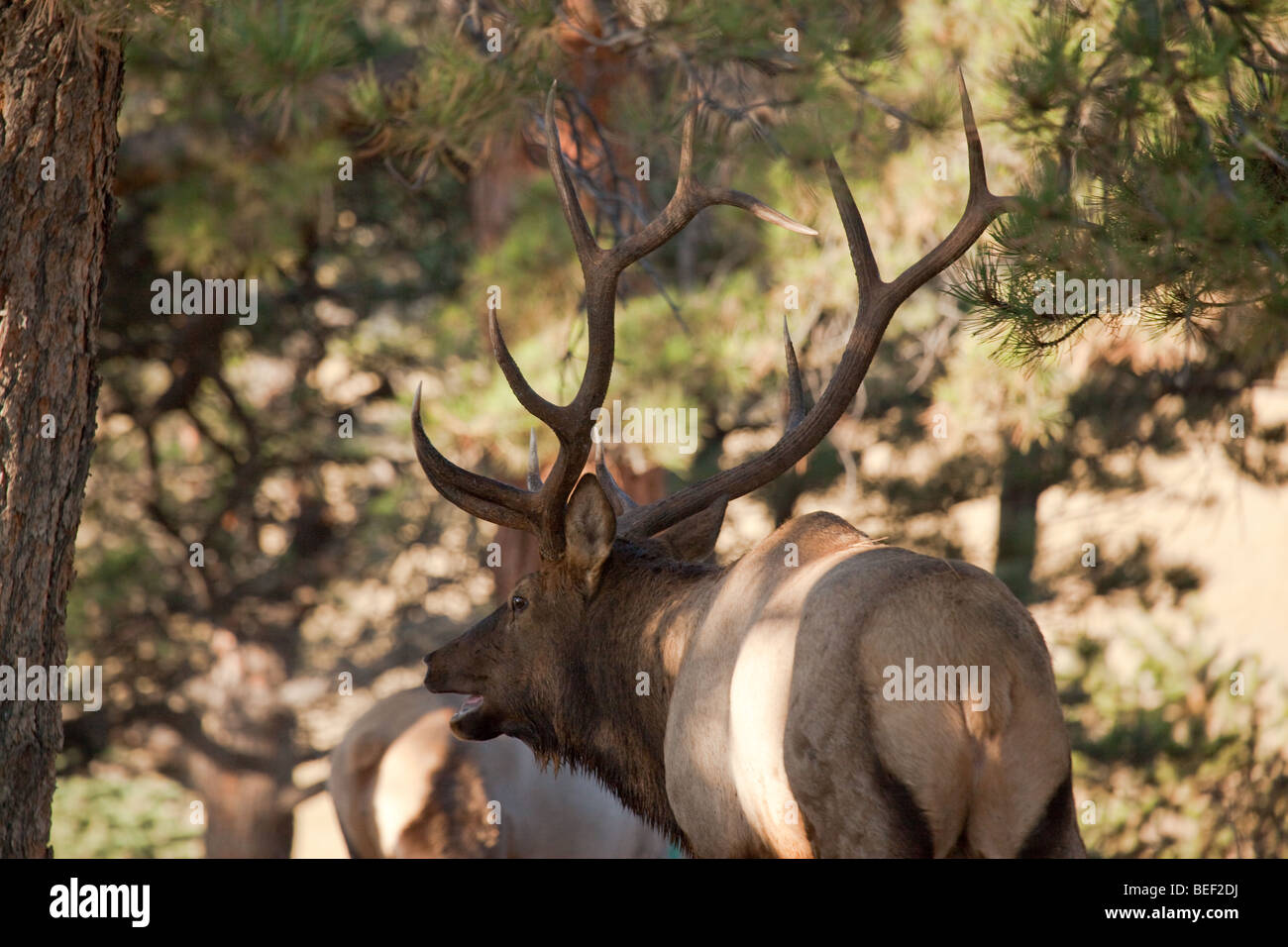 Bull elk with huge rack trying to impress cow elk Stock Photo - Alamy