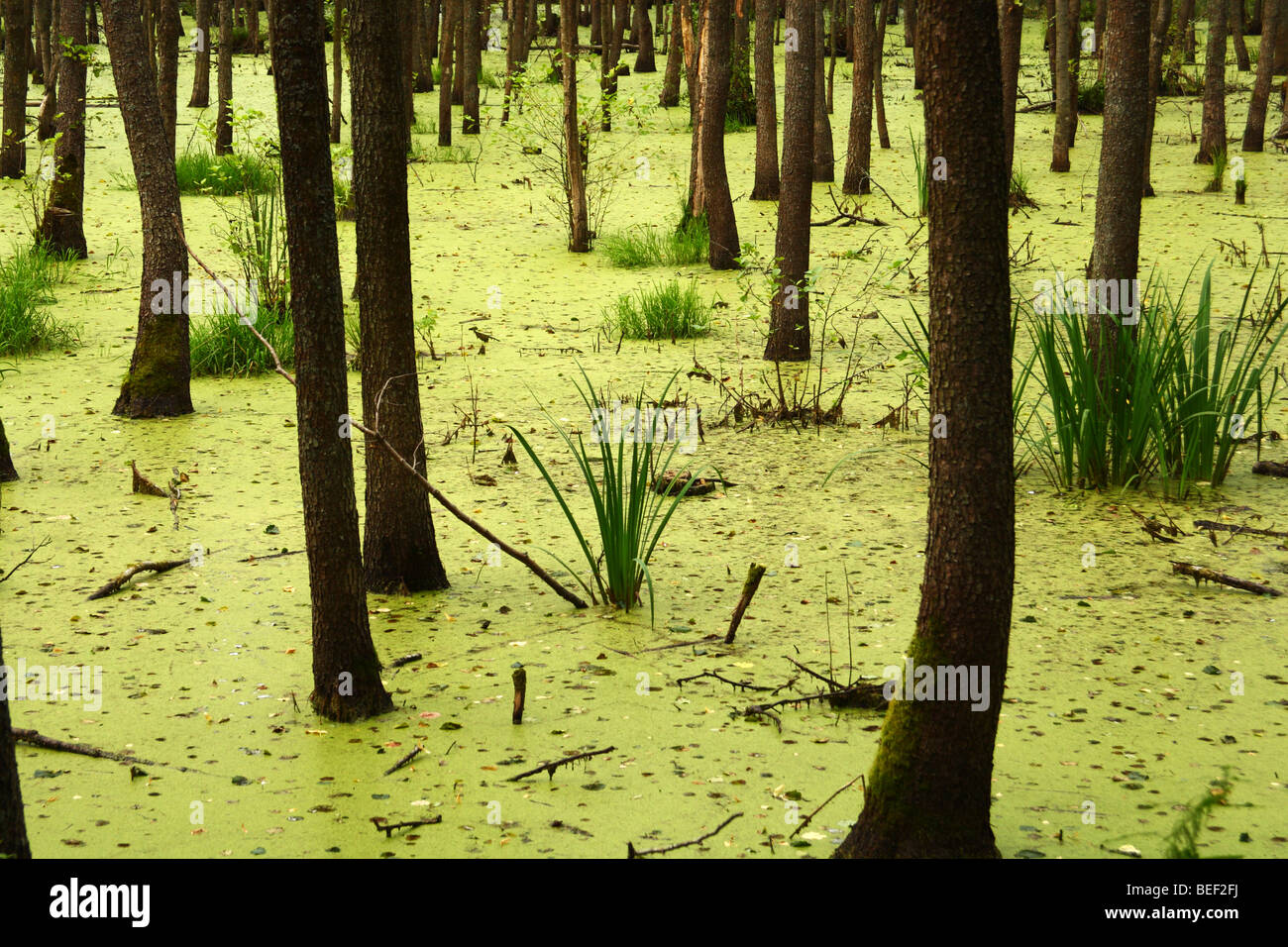 Duckweed surface hi-res stock photography and images - Alamy