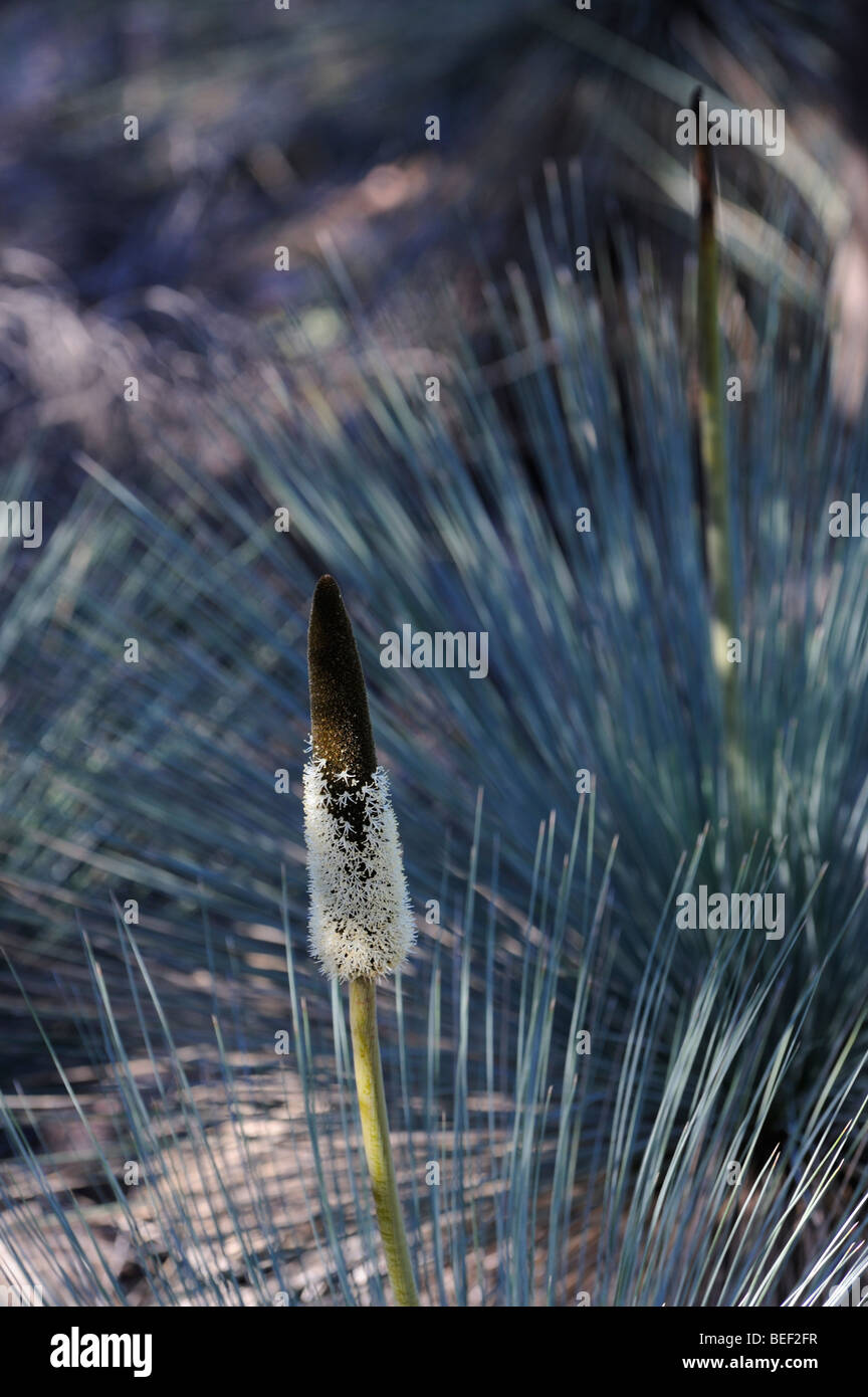 A Yakka plant on Dutchman's Stern, Flinders Ranges, South Australia ...