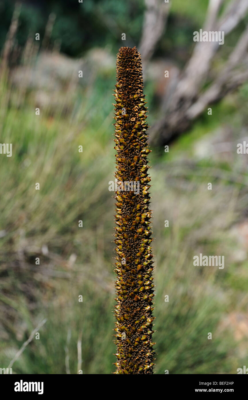 A Yakka plant on Dutchman's Stern, Flinders Ranges, South Australia ...