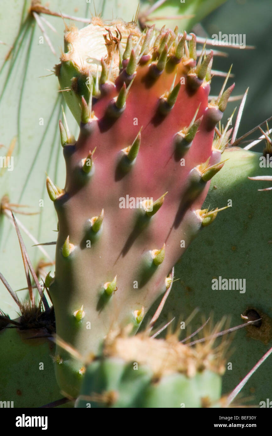 Spines of Paddle Cactus Stock Photo - Alamy