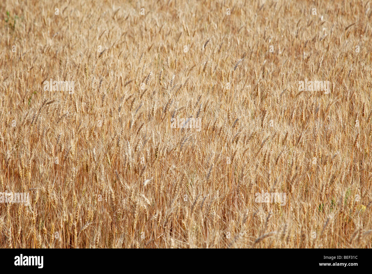 Field of rye ready for harvest Stock Photo - Alamy