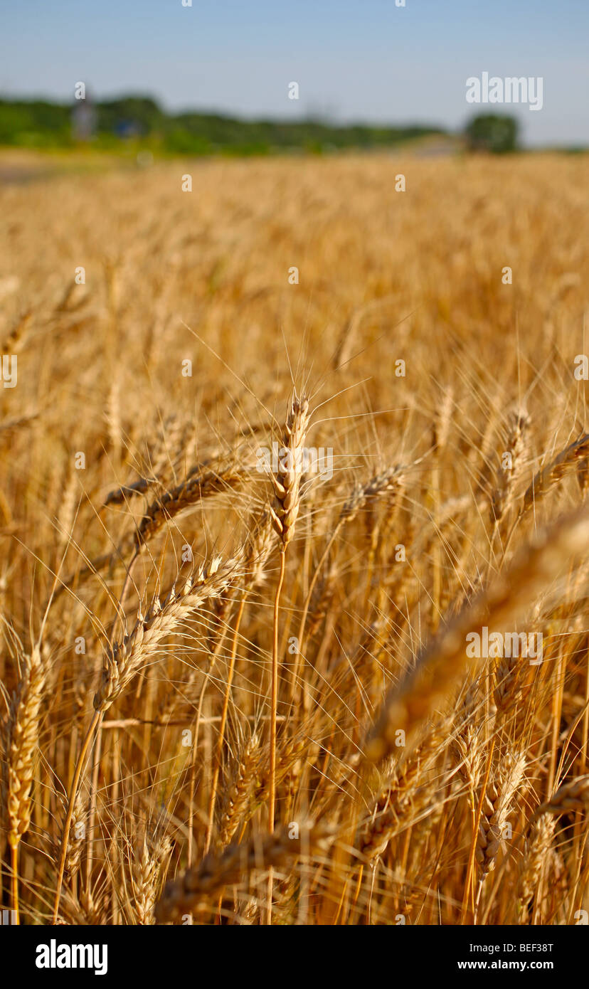 Field of rye before harvest vertical landscape Stock Photo - Alamy