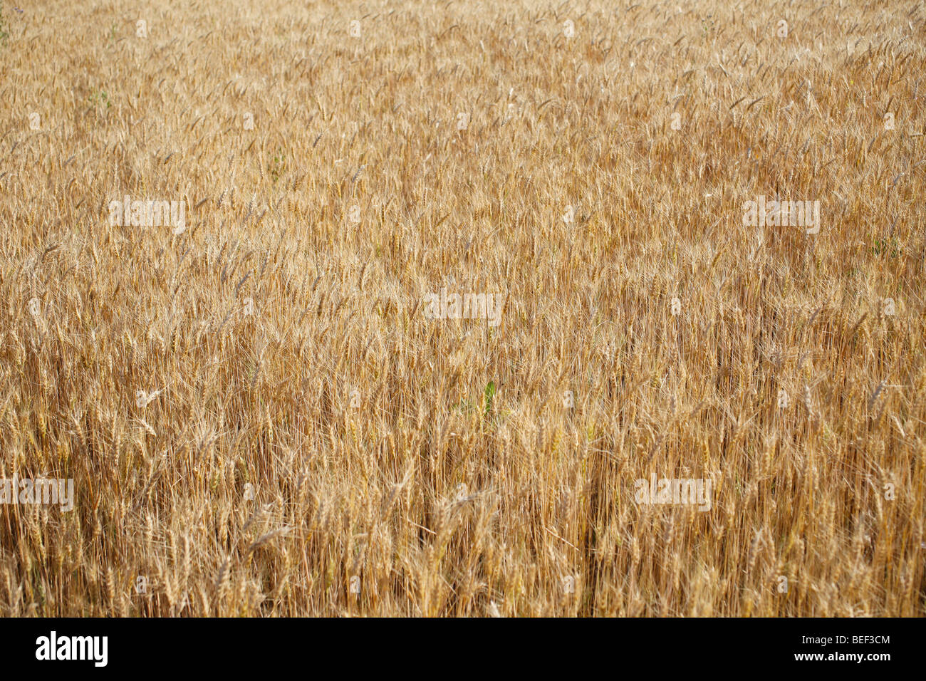 Field of rye ready for harvest Stock Photo - Alamy