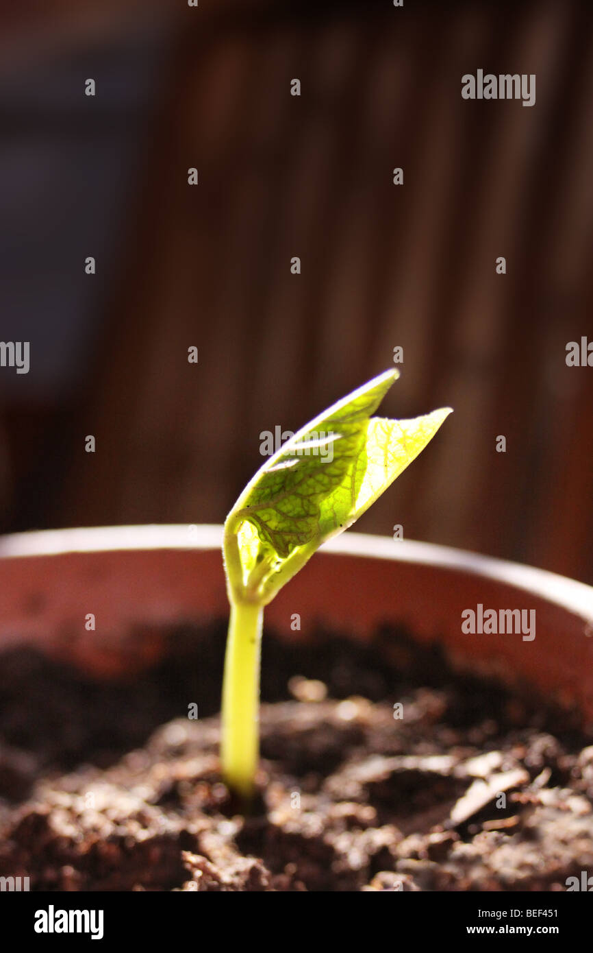 seedling growing in a pot Stock Photo - Alamy