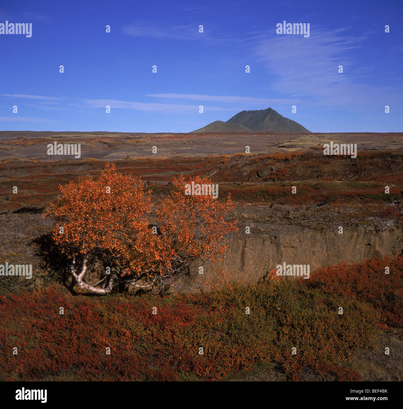 Tree geology hi-res stock photography and images - Alamy