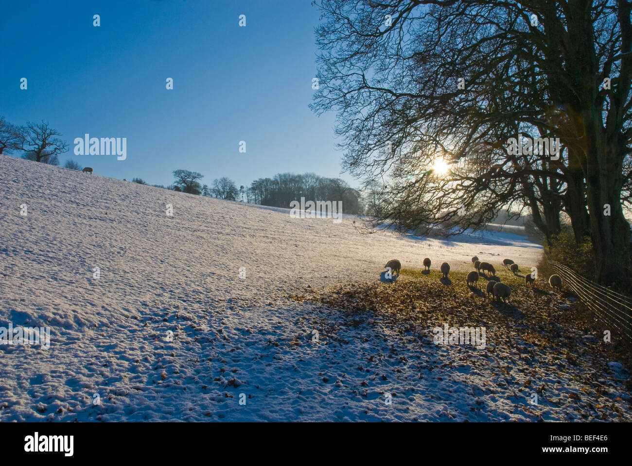 Valley sheep hi-res stock photography and images - Alamy