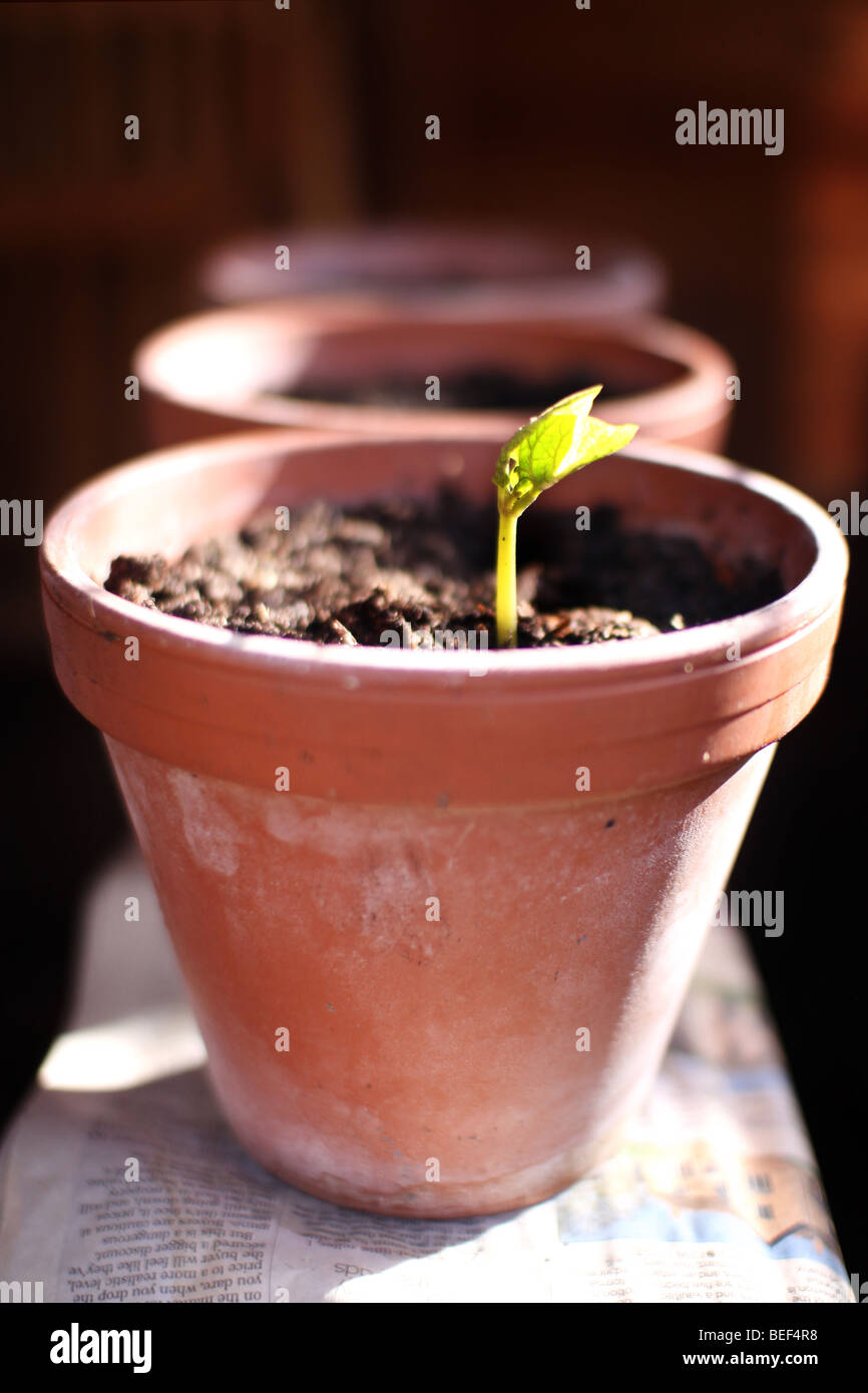 seedling growing in a clay pot Stock Photo - Alamy