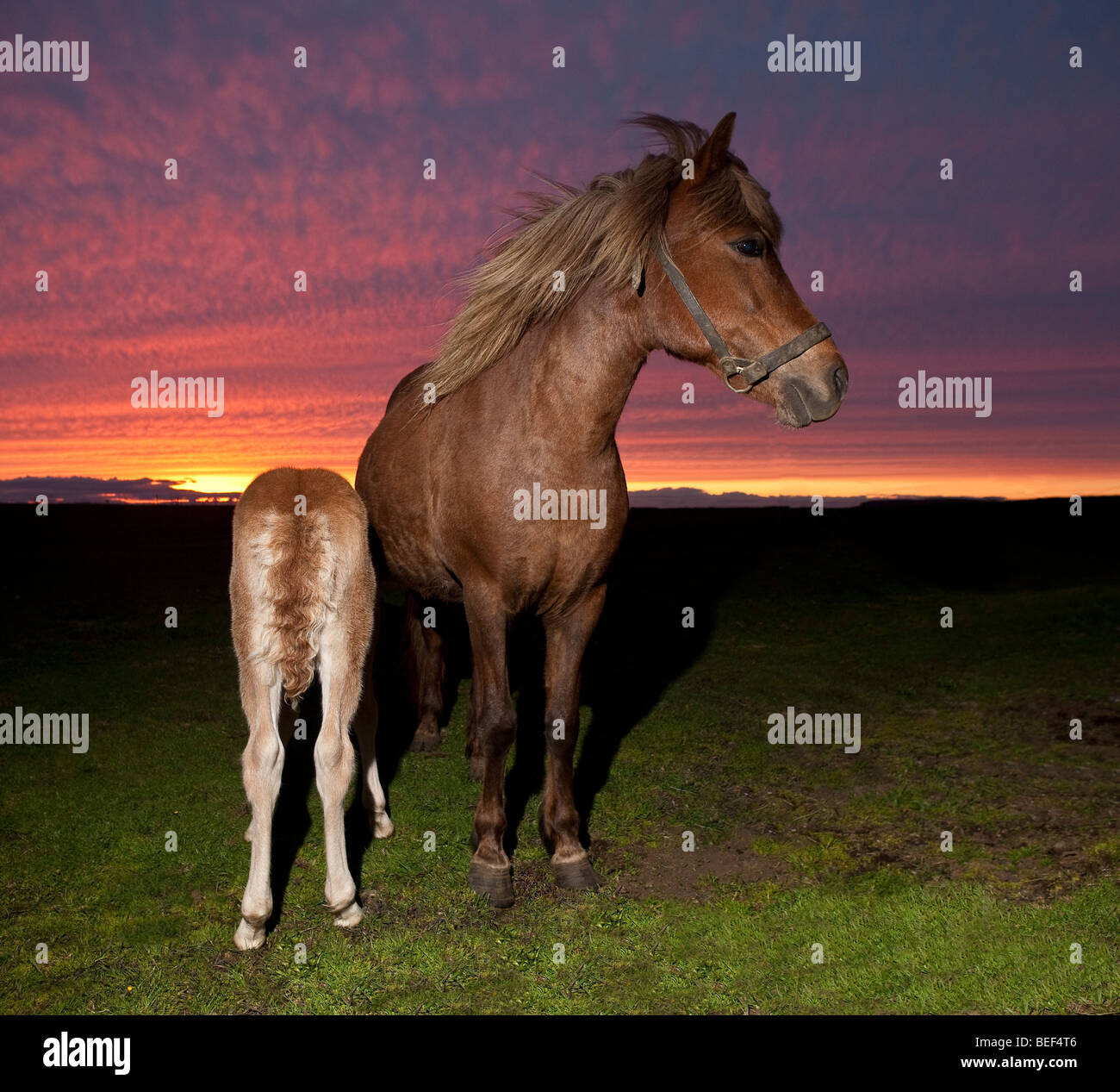 Icelandic colors hi-res stock photography and images - Alamy
