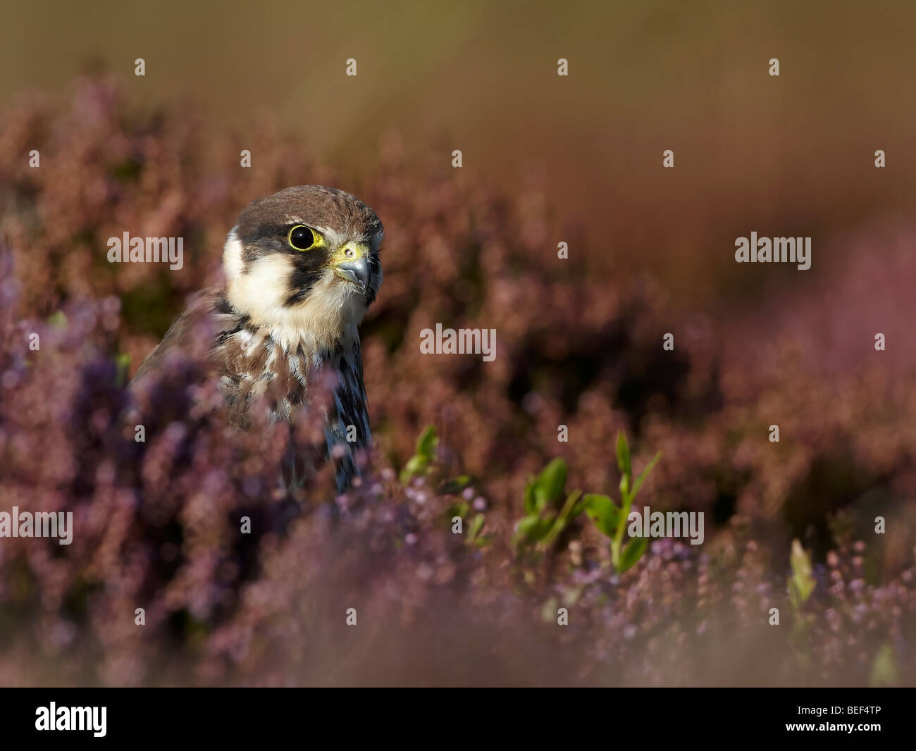 Falco subbuteo hi-res stock photography and images - Alamy