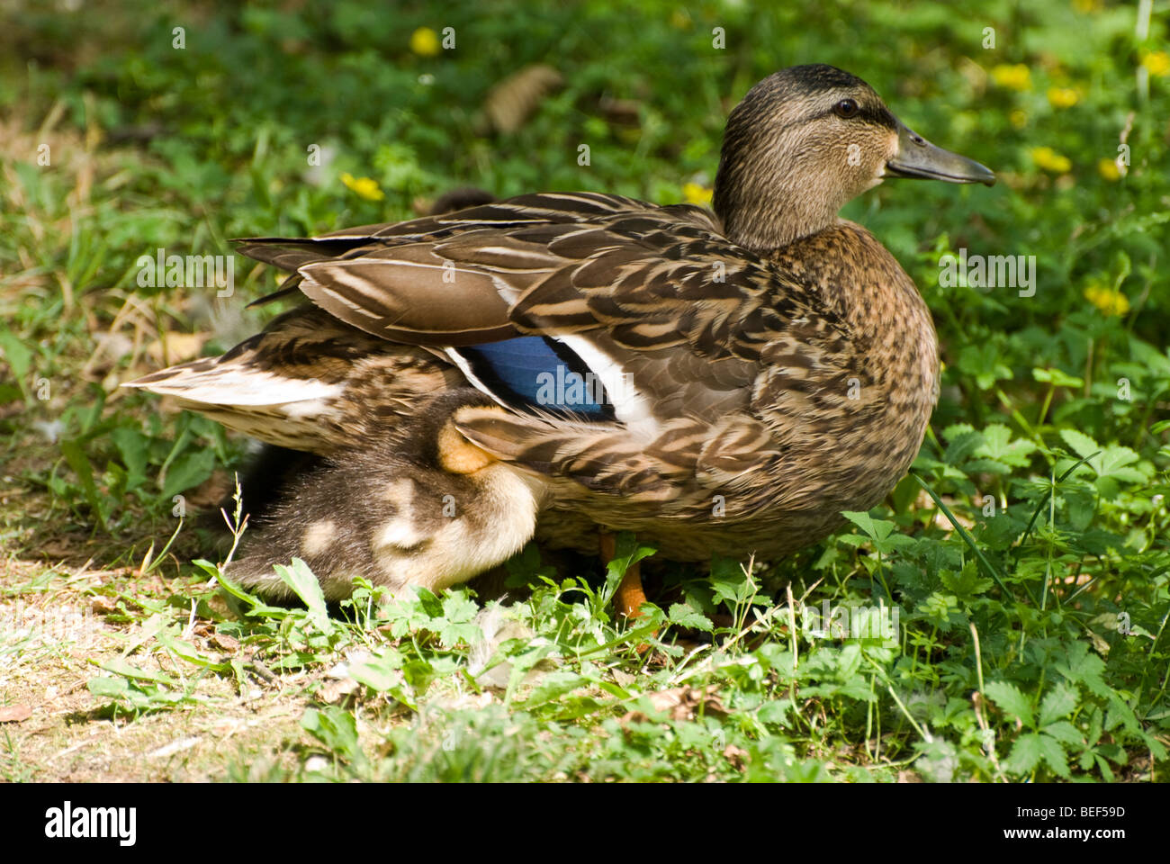 Female duck with her young duckling (Anas platyrhyncos Stock Photo - Alamy