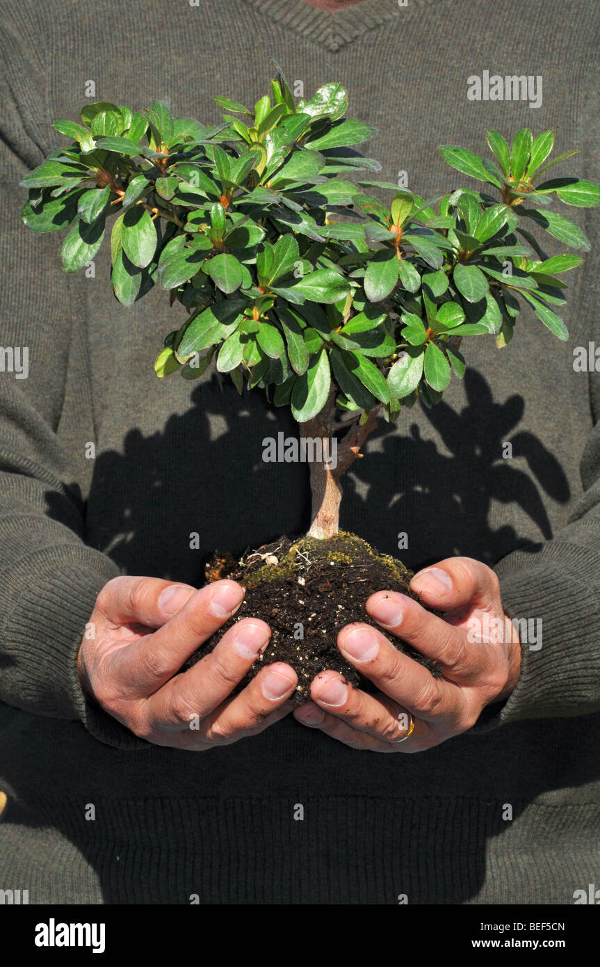 Man holding small tree with soil in hands Stock Photo - Alamy