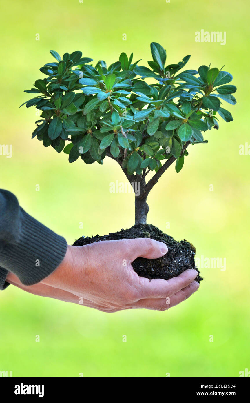Out Of Focus Green Background High Resolution Stock Photography and ...