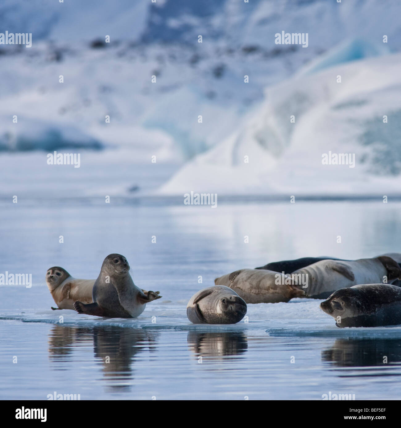 Seals sunbathing at Jokulsarlon Glacial Lagoon, Iceland Stock Photo - Alamy