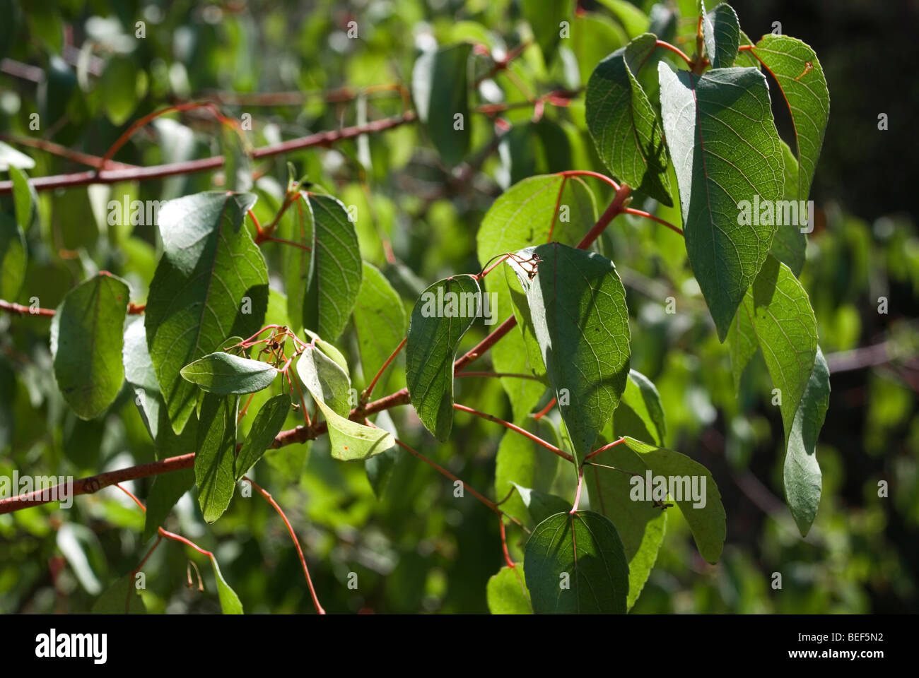 Aristotelia chilensis hi-res stock photography and images - Alamy