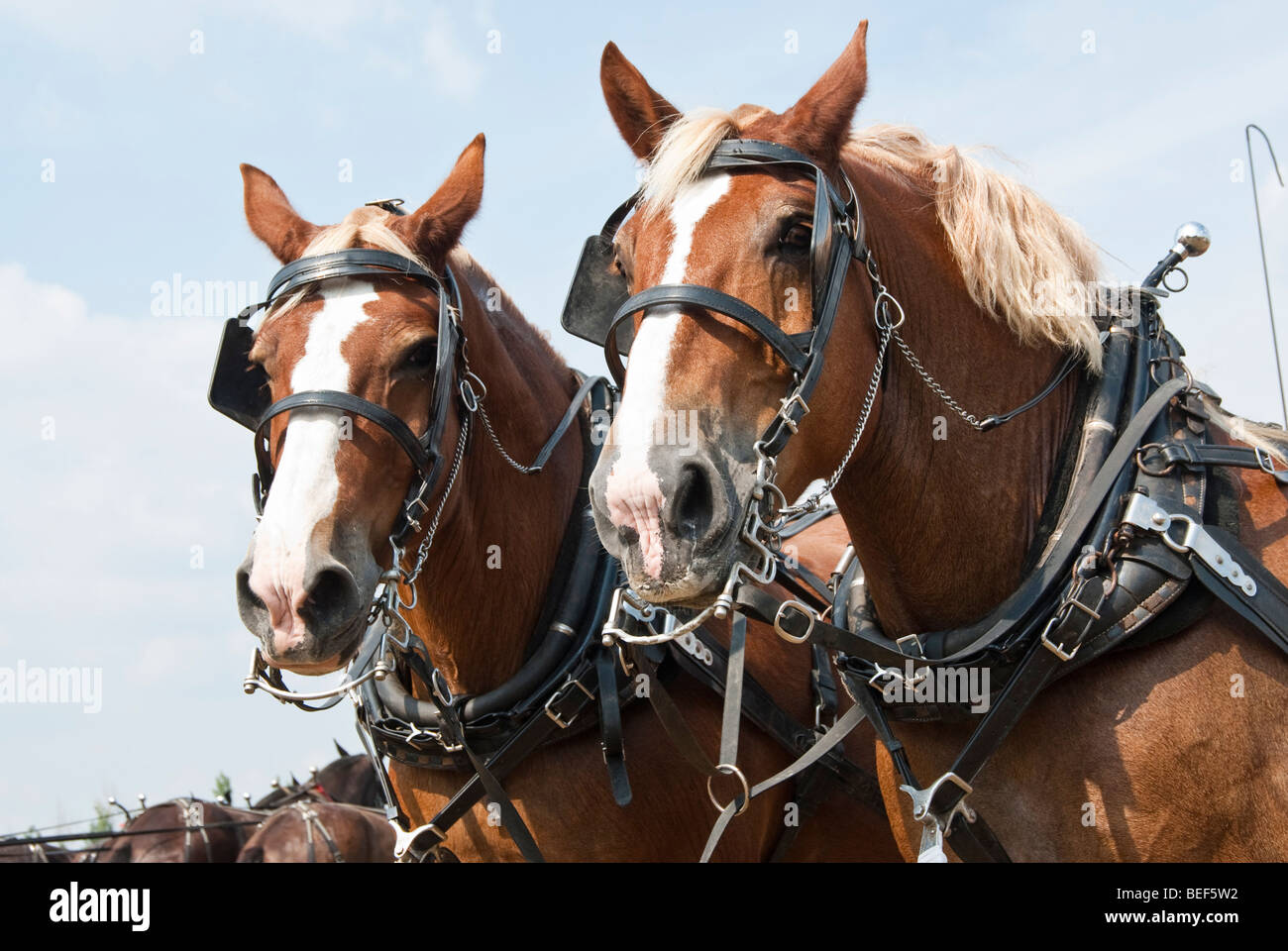 horse-drawn farming demonstrations during the Homesteader Day Harvest ...