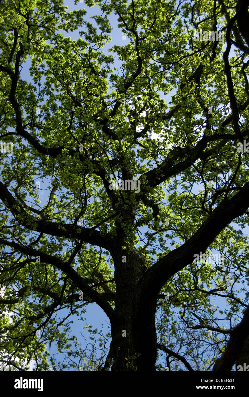 Quercus roble hi-res stock photography and images - Alamy