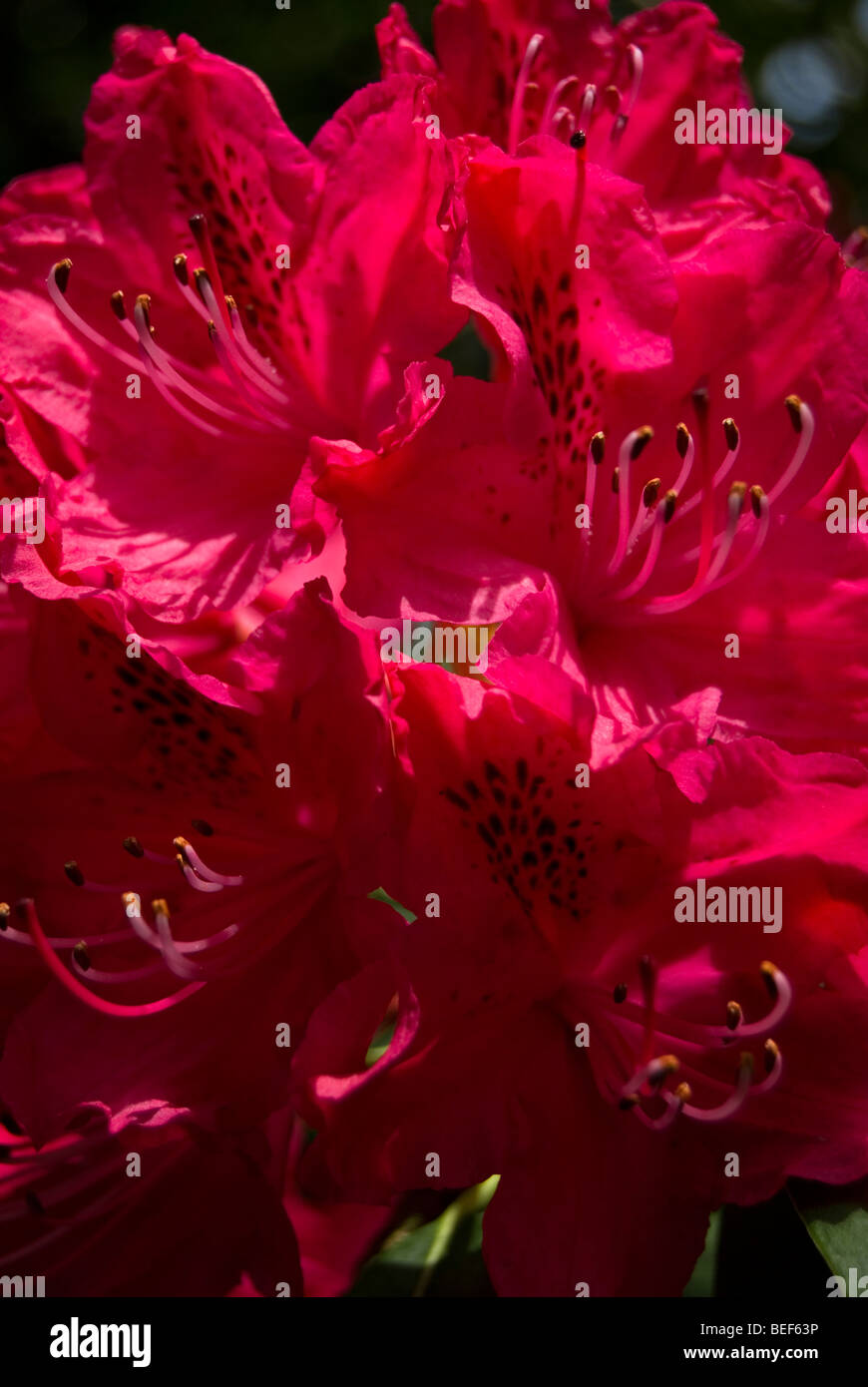 Red rhododendron flowers Stock Photo - Alamy