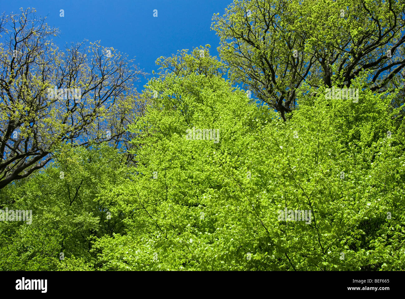 Trees in the spring Stock Photo - Alamy
