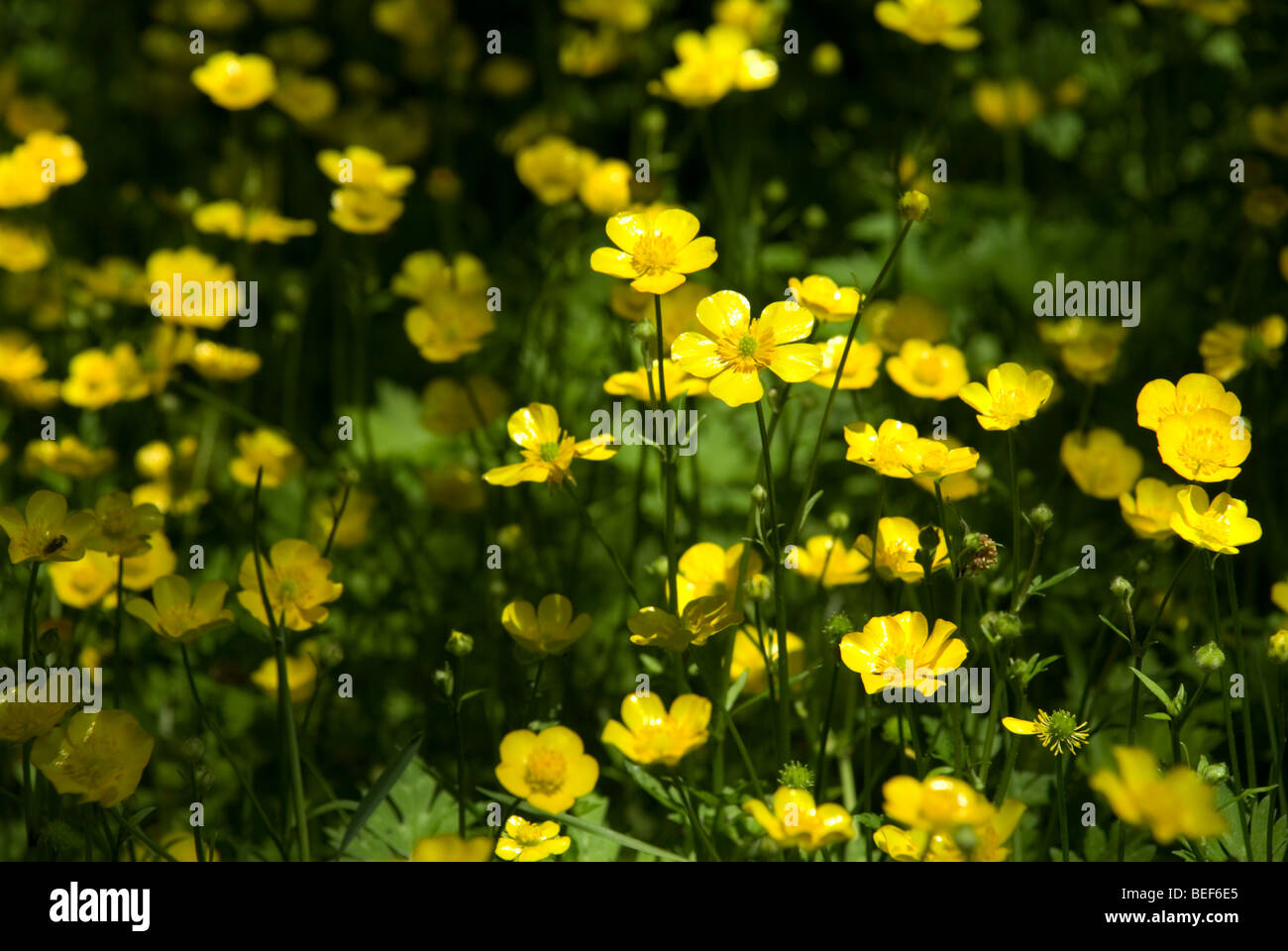 Buttercup, ranunculus repens Stock Photo - Alamy