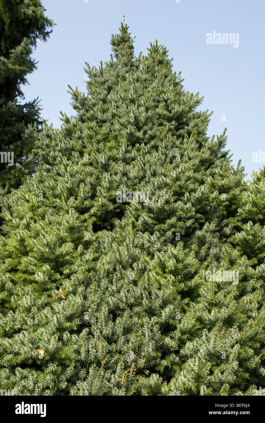 Picea omorika 'Nana', Serbian spruce Stock Photo - Alamy