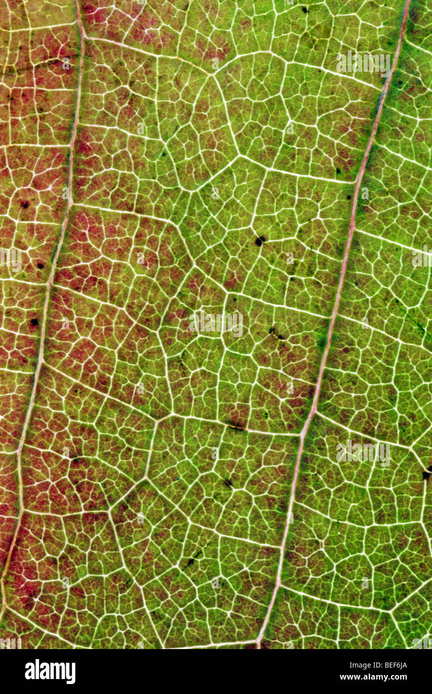 Vine leaf photographed close Stock Photo - Alamy