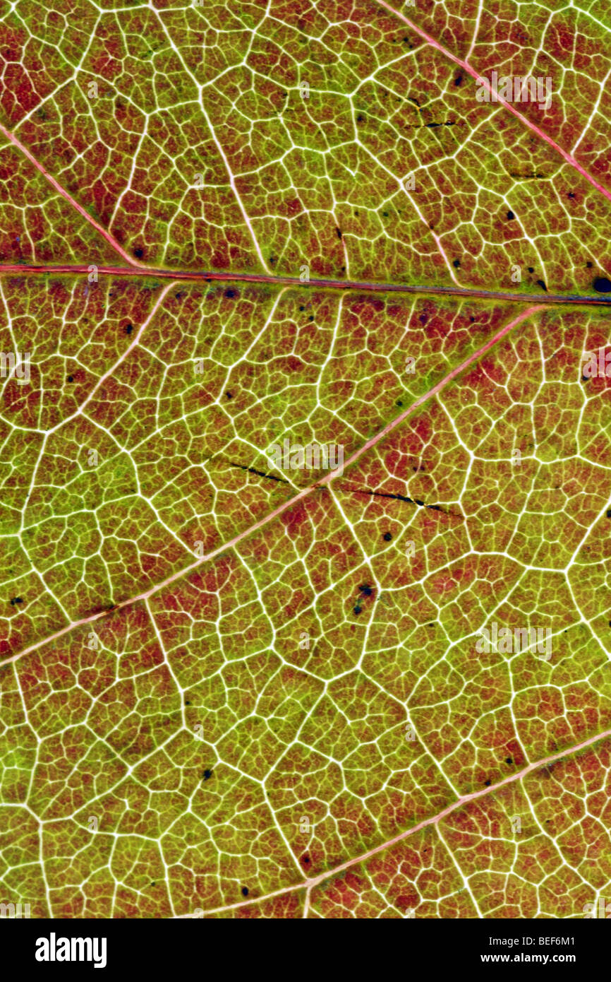 Vine leaf photographed close Stock Photo - Alamy