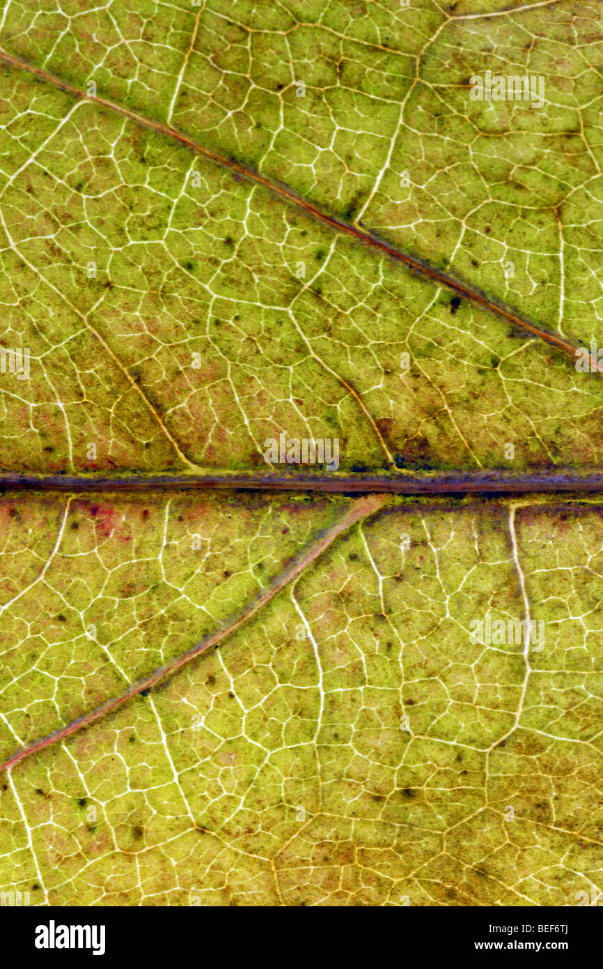 Vine leaf photographed close Stock Photo - Alamy