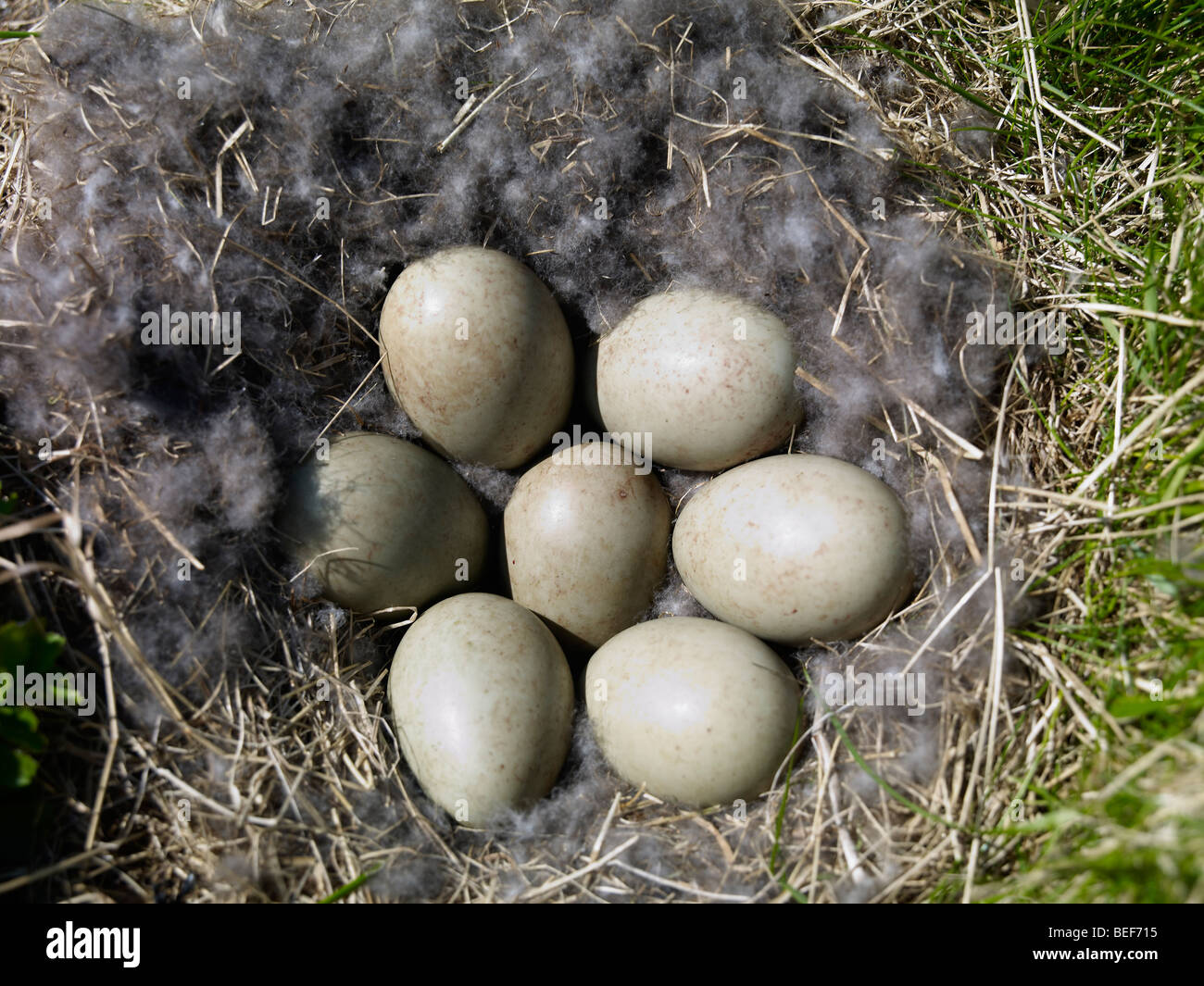 Eider nest hi-res stock photography and images - Alamy