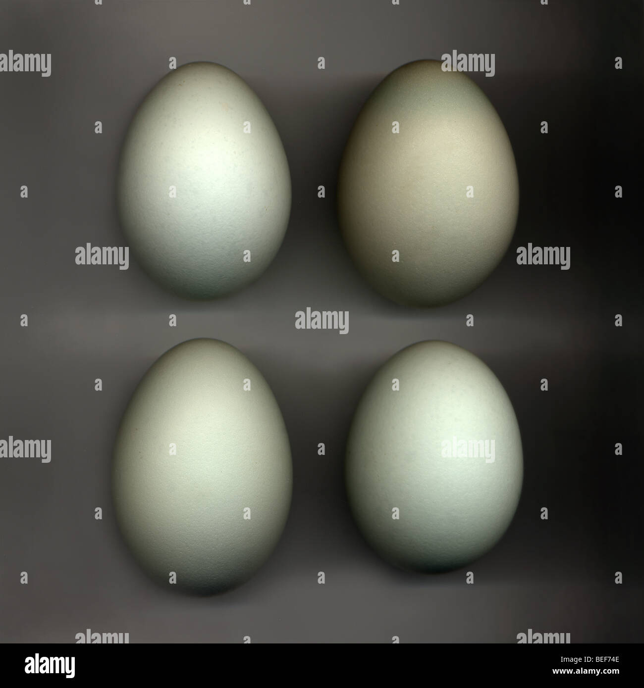 Chickens legbar hi-res stock photography and images - Alamy