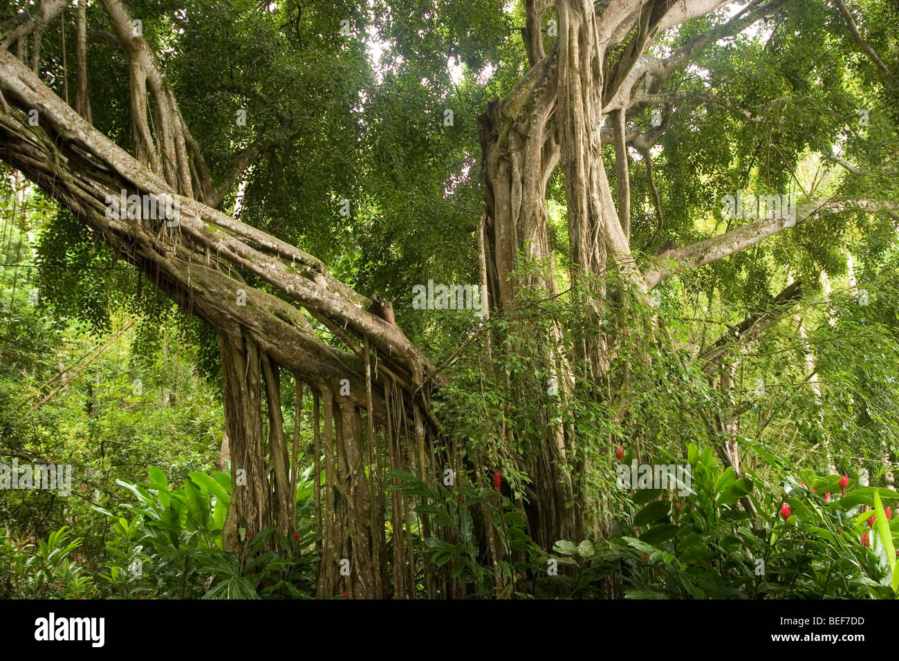 Dense rainforest canopy hi-res stock photography and images - Alamy
