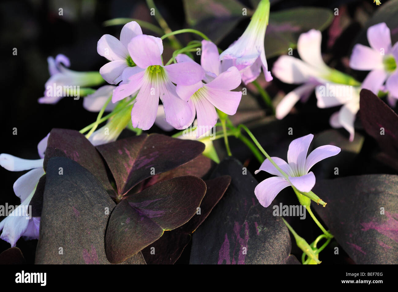 Burgundy shamrock oxalis triangularis hi-res stock photography and ...