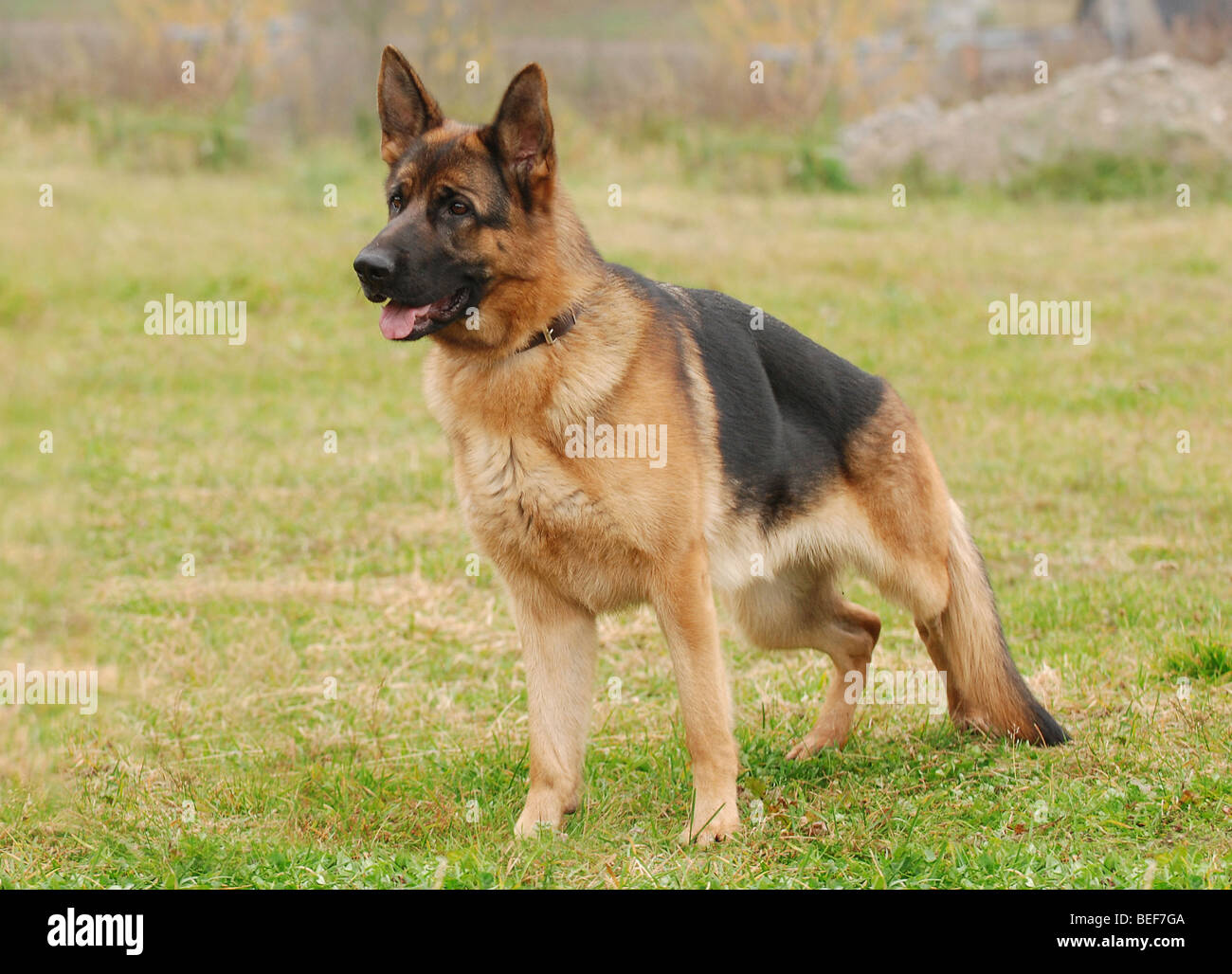 German shepherd dog portrait in garden Stock Photo - Alamy