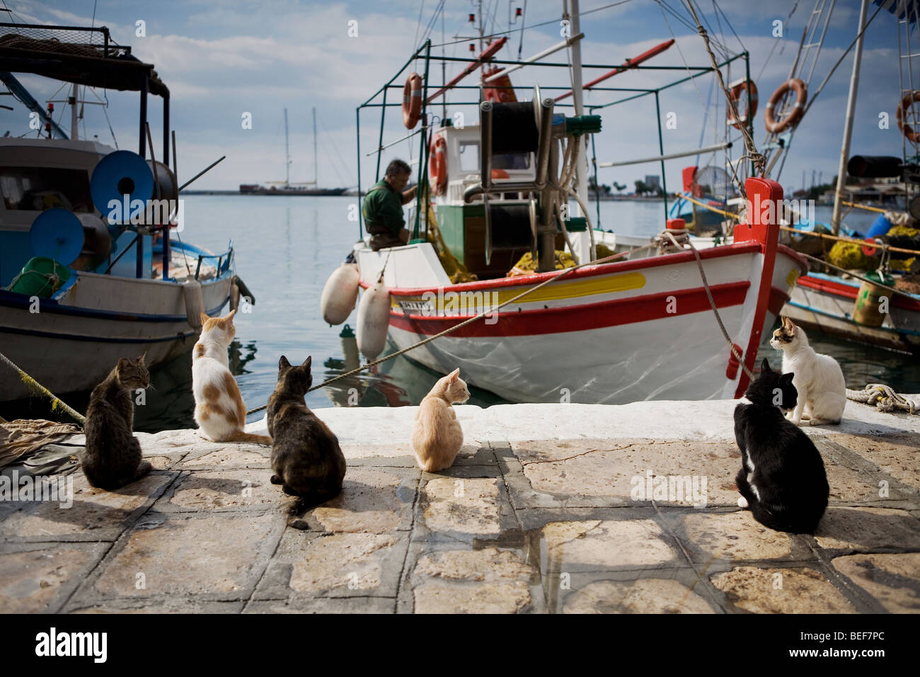 cats wait to get some fish from the fisherman Stock Photo - Alamy