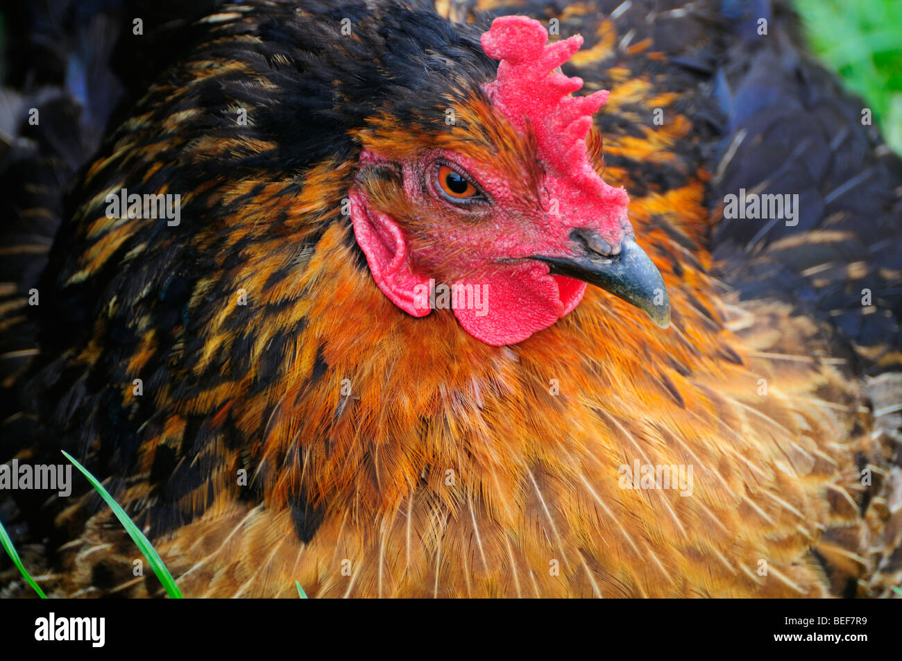 Hen head shot hi-res stock photography and images - Alamy