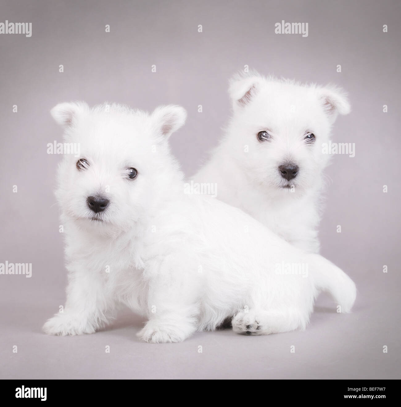 Two West Highland White Terrier puppies portrait on the grey portrait ...
