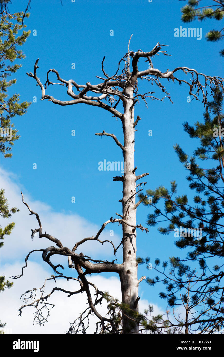 Kelo tree hi-res stock photography and images - Alamy