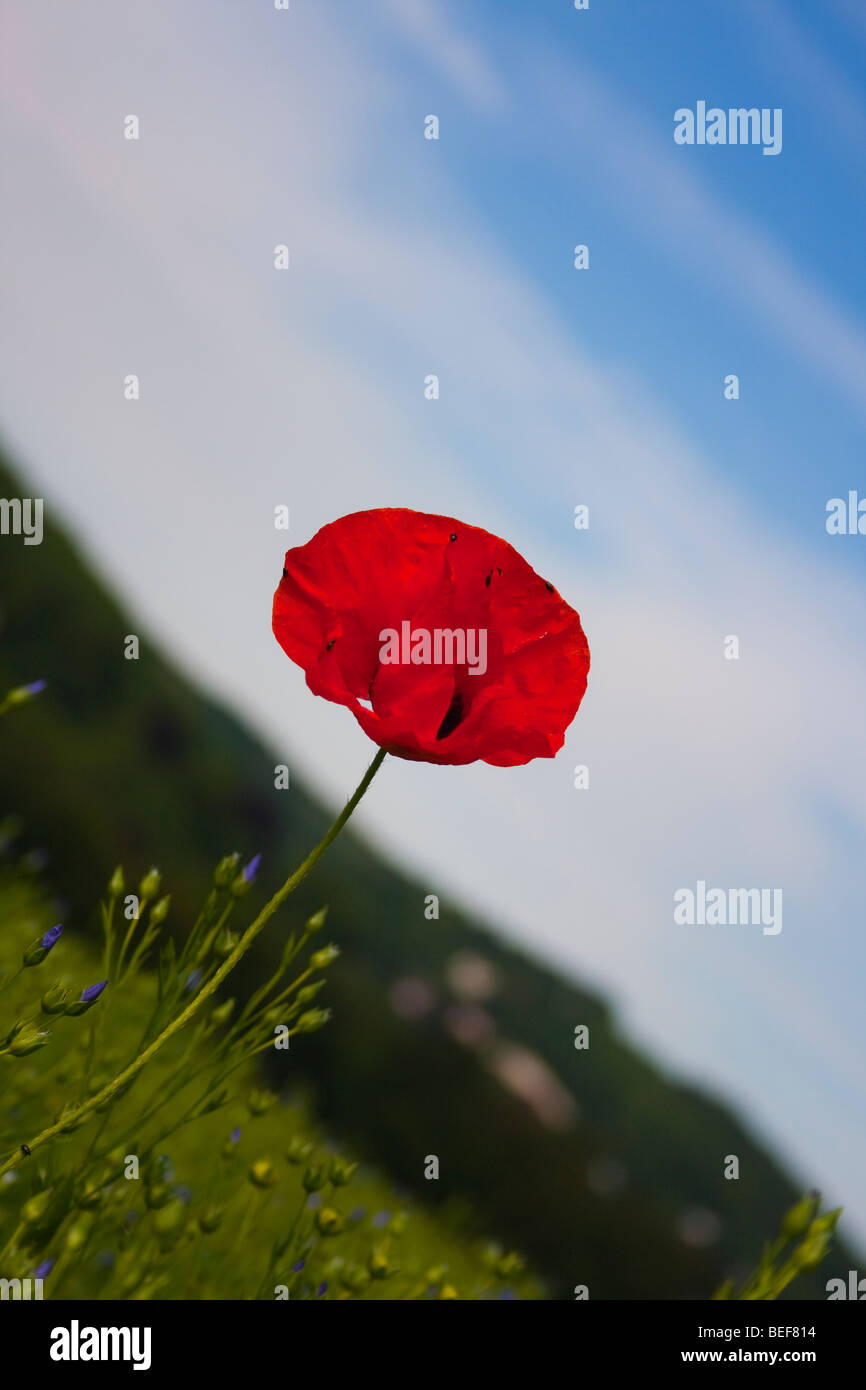 Lone poppy against blue sky Stock Photo - Alamy