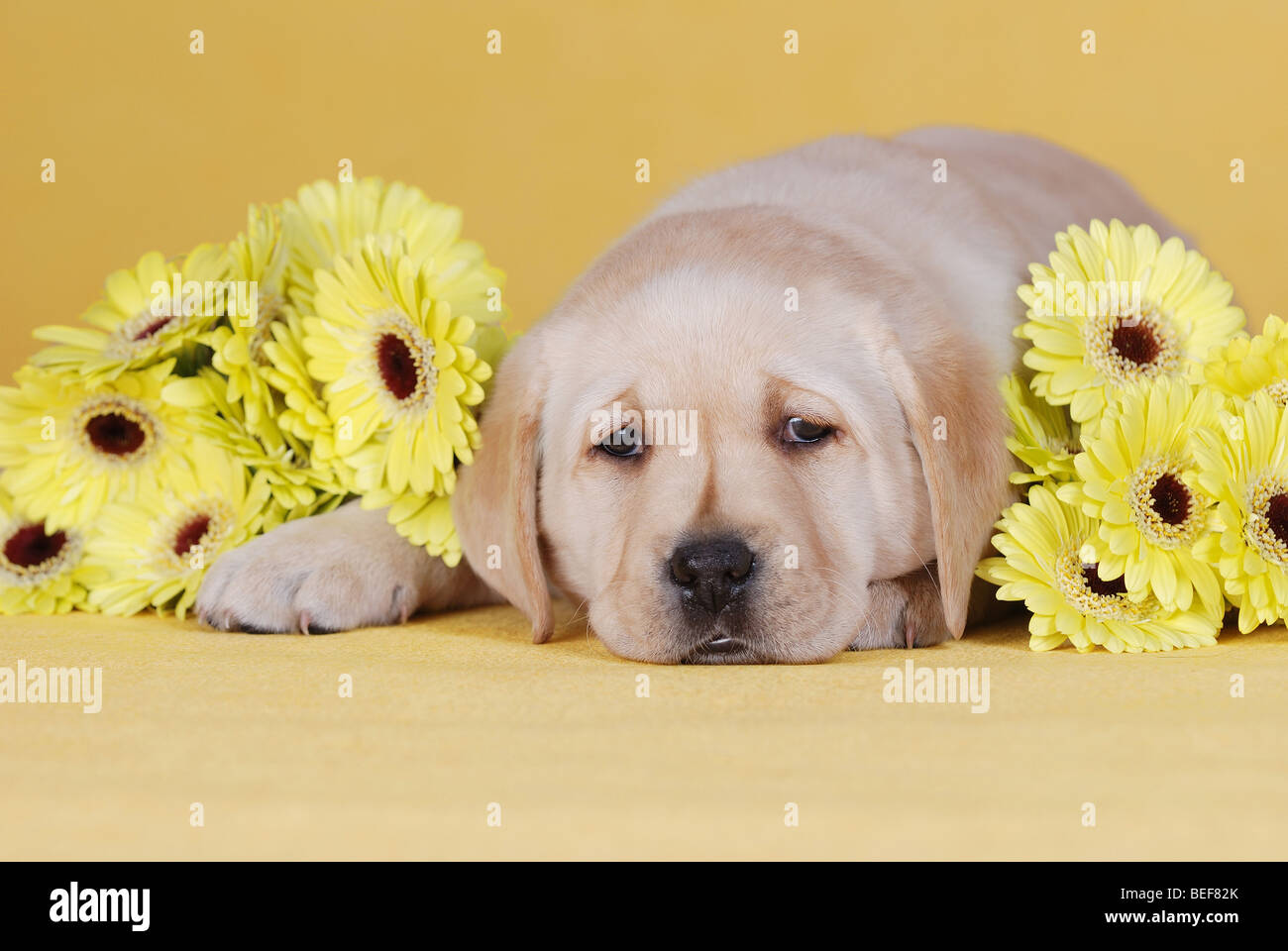 Little yellow labrador retriever puppy portrait with yellow flowers ...