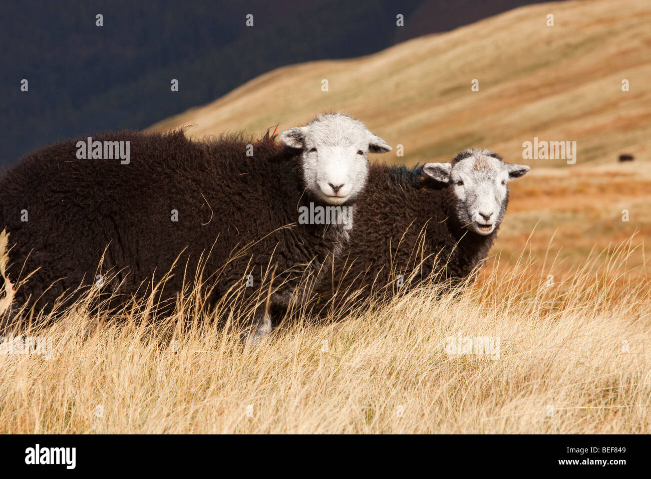 Herdwick sheep lake district hi-res stock photography and images - Alamy
