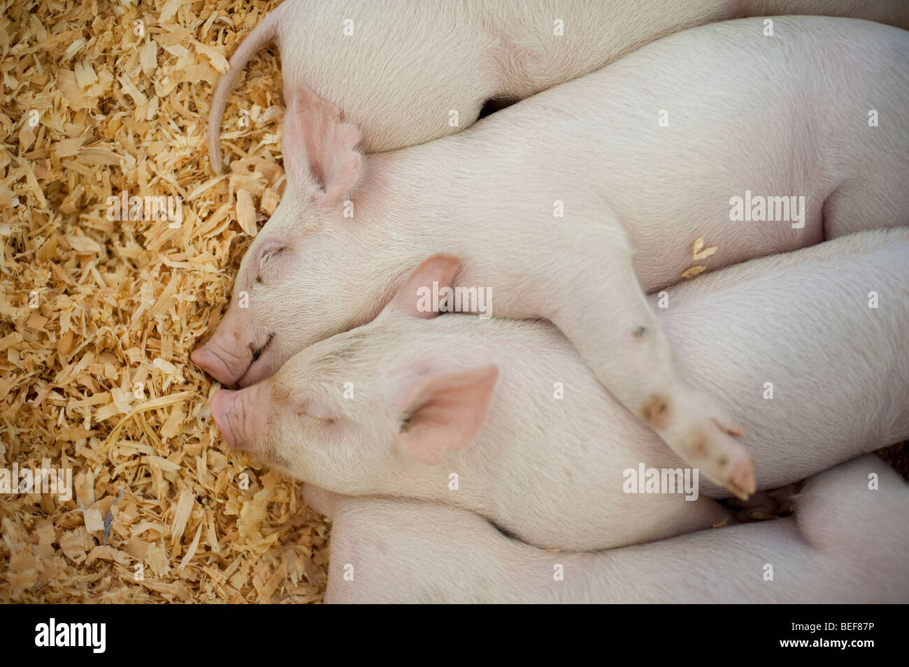 Baby pigs in pen sandwiched together sleeping at a 4H display at the ...