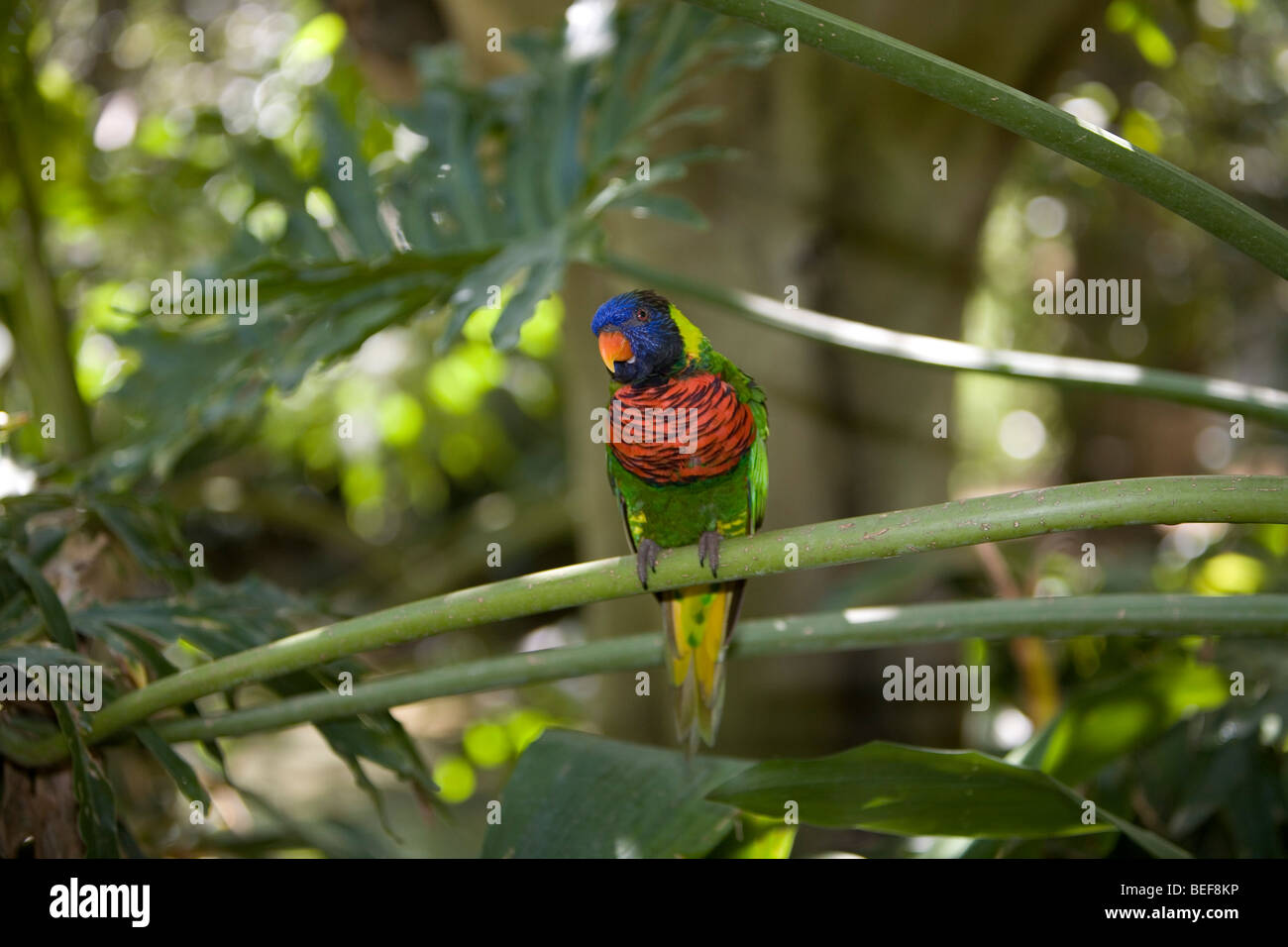 Tropical Birds; Parrots Stock Photo - Alamy