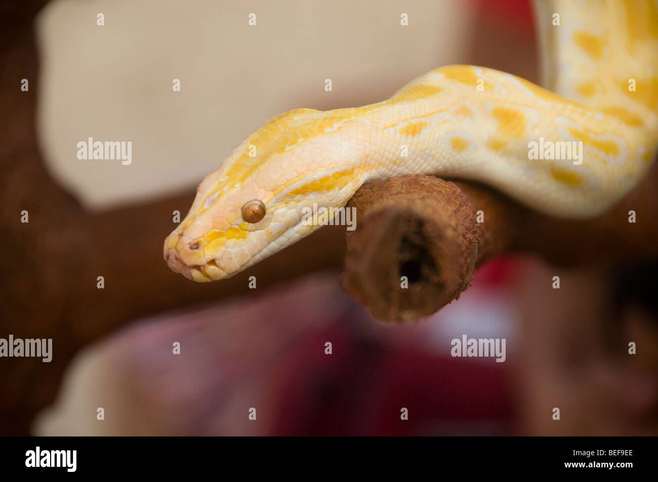 Burmese python ((Python molurus bivittatus Stock Photo - Alamy Burmese python ((Python molurus bivittatus Stock Photo - Alamy